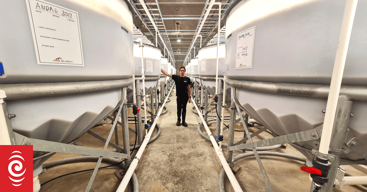 Red seaweed cuts methane emissions from cattle, scientists say | RNZ News