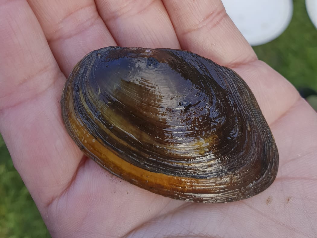 Mussels on the move | RNZ