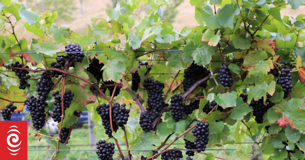 How climate change could affect the microbes that ferment grapes and ...