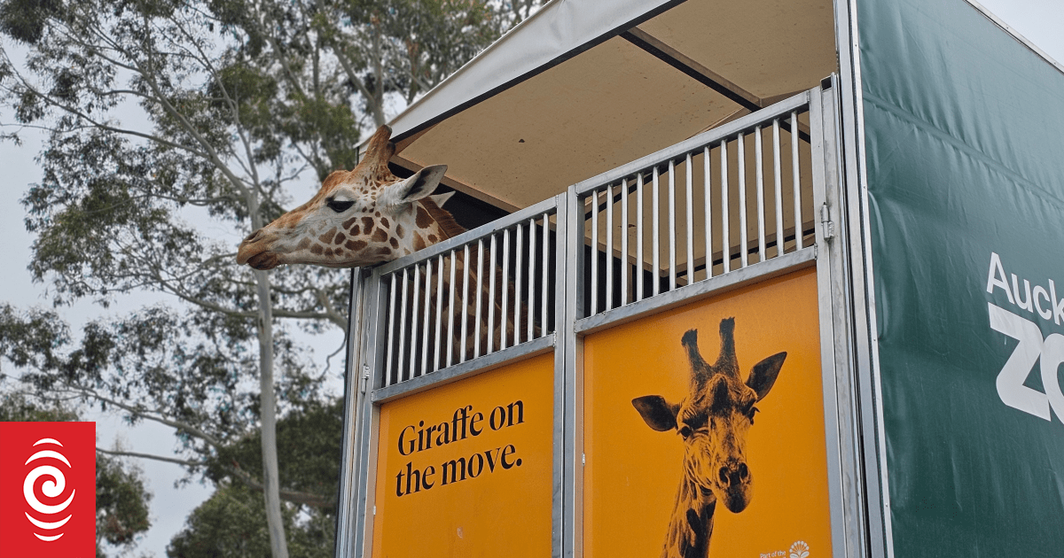 Kevin the giraffe makes a cross-country trip | RNZ News