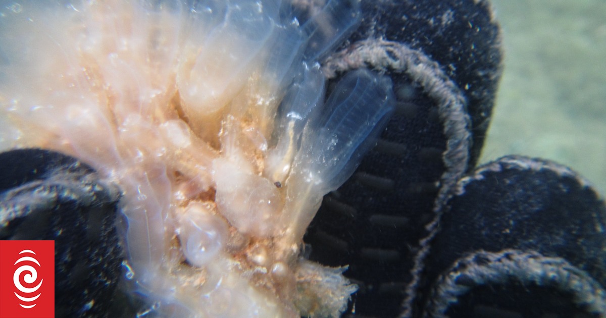New marine pest found near Great Barrier Island | RNZ News