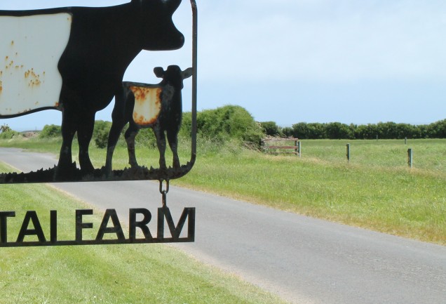 Striped dairy cows – a rare breed | RNZ