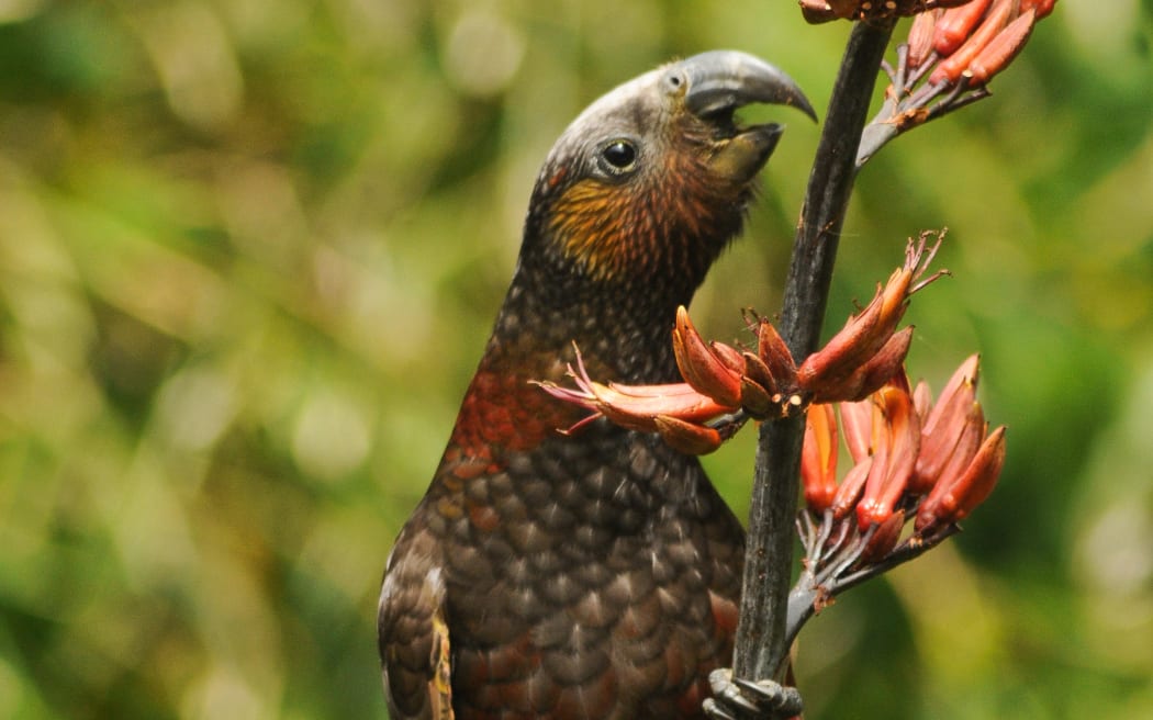 Kaka numbers growing in south Waikato | RNZ