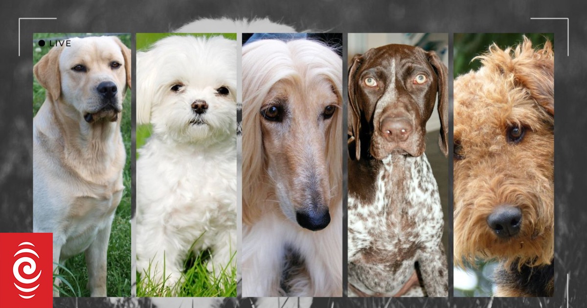 The Science of Dog Hair | RNZ