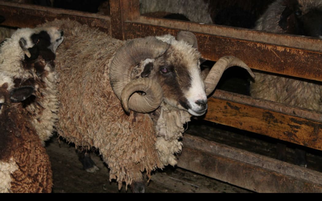 Of all sheep and sizes | RNZ