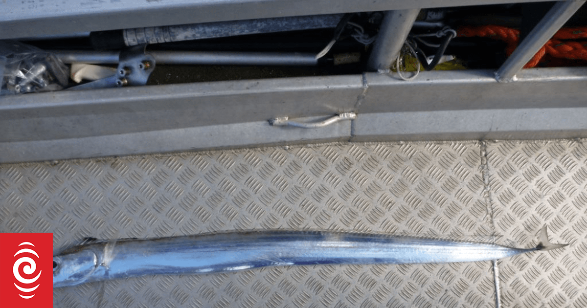 Critter of the Week: The Frostfish | RNZ