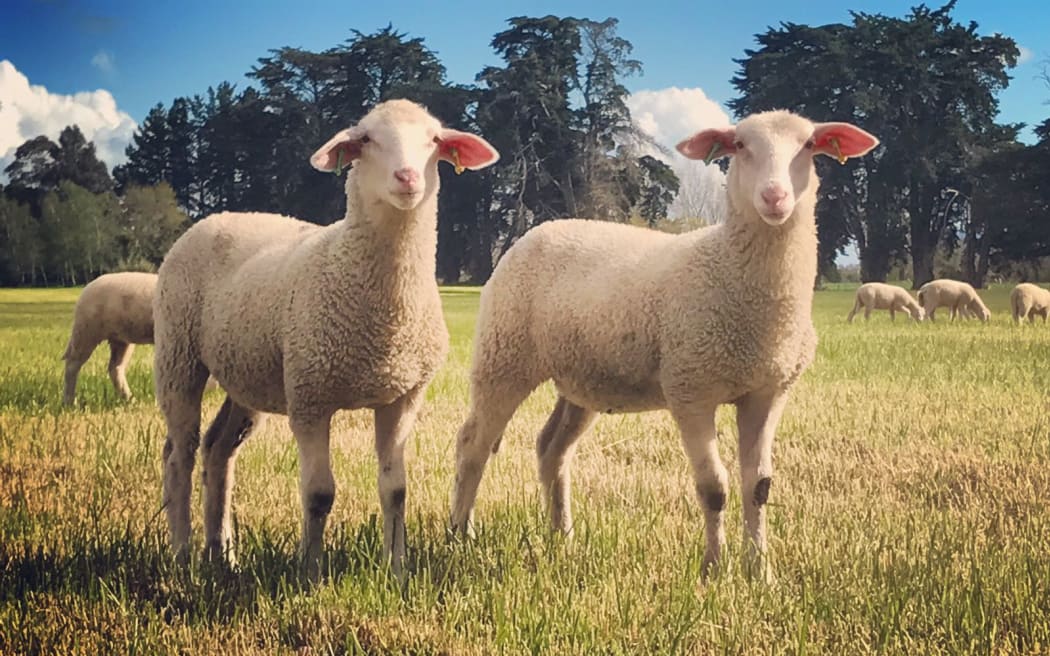 Government invests $8 million in Spring Sheep Milk Company to help ...