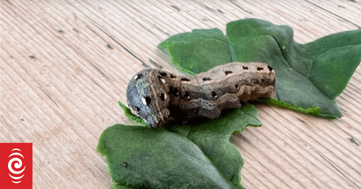 Fall armyworm fight gearing up | RNZ