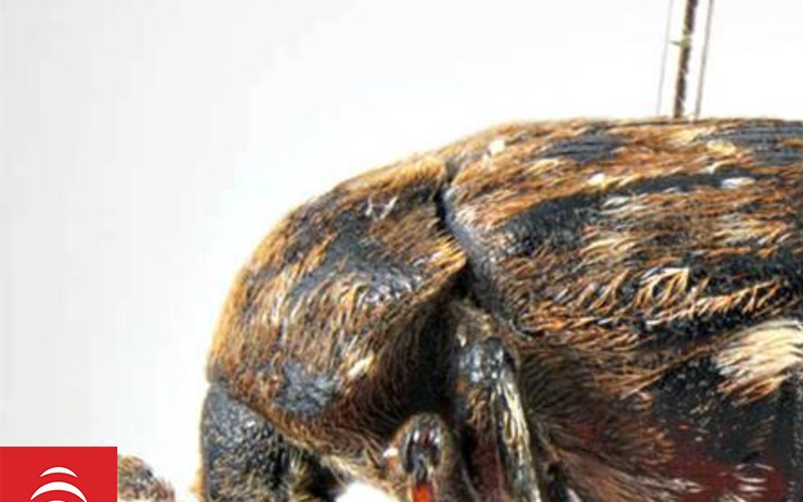 Pea weevil spotted in Canterbury | RNZ News