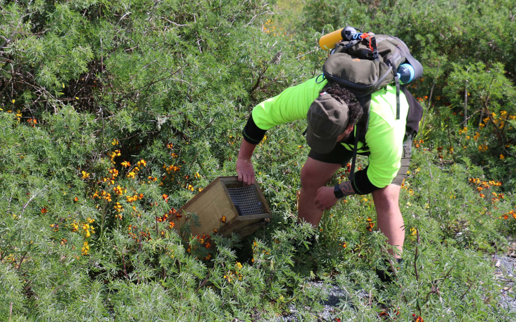 Restoring the balance of nature along the Kaikōura coastline | RNZ