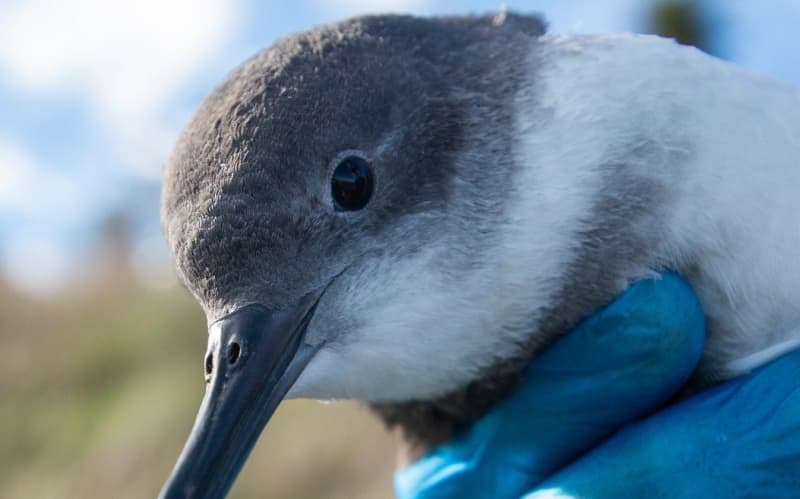 Boost for Kaikōura's iconic bird | RNZ