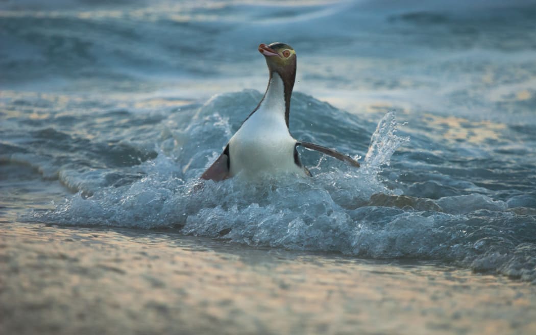Bird of the Year: Hoiho yellow-eyed penguin named 2024 winner | RNZ News