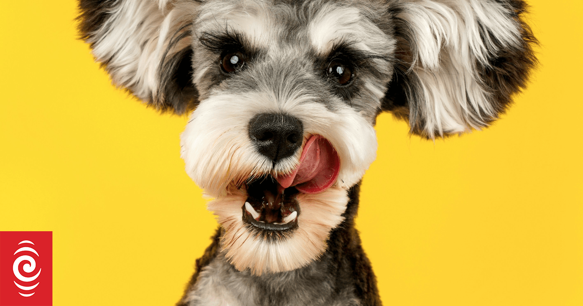 What can dogs teach us about loving life? | RNZ