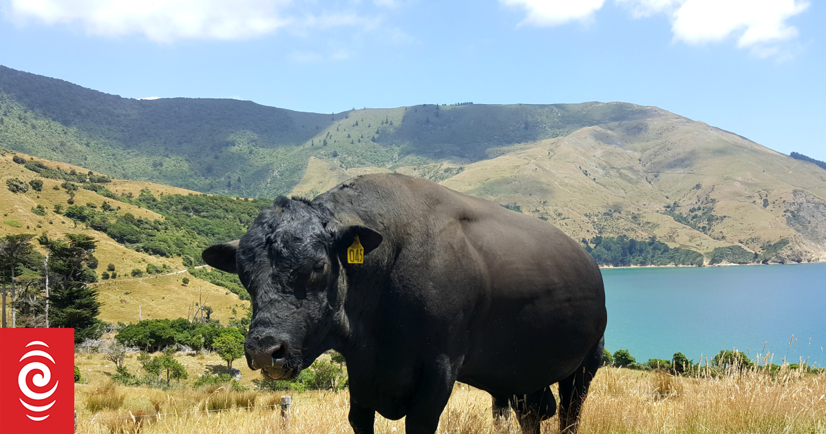 Around the motu: James Pocock in Gisborne | RNZ