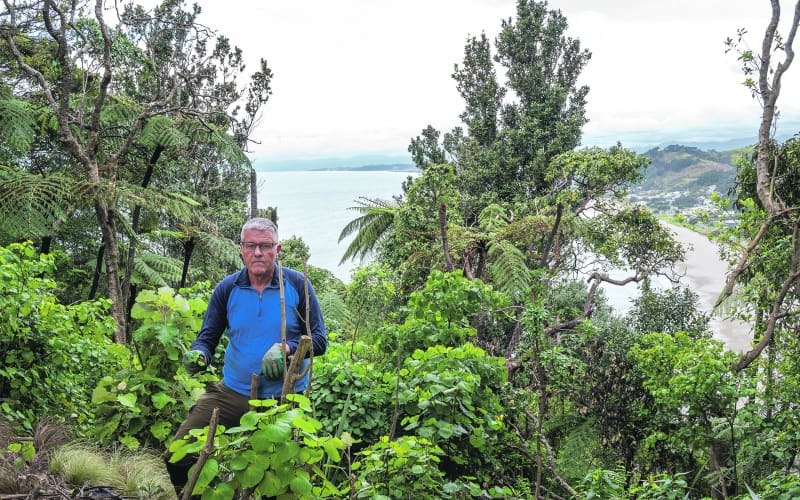 Toppled trees vex resident of beachside Bay of Plenty community | RNZ