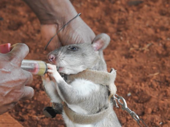 Tending to Cambodia's landmine-clearing rats | A Gallery from Saturday ...