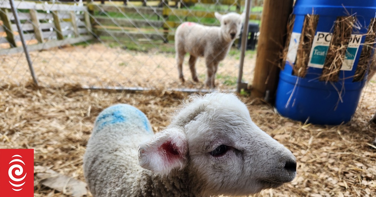 Increase in number of lambs born this year | RNZ News