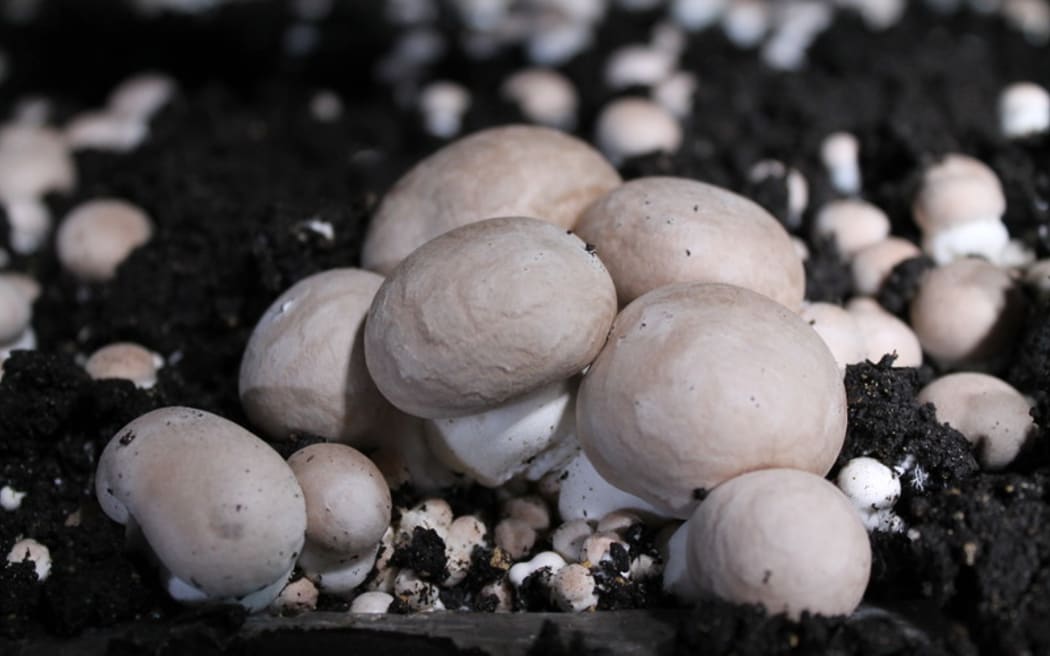 The Pre-Panel with Anna Dean and Phil O'Reilly | RNZ