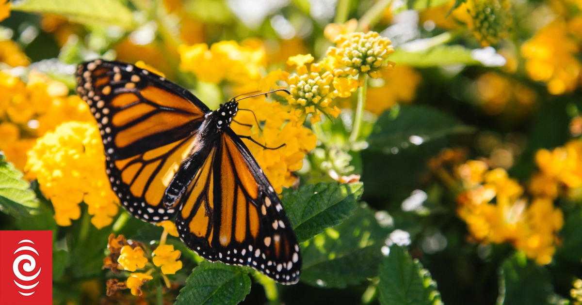 Citizen scientists help Monarch butterfly discovery | RNZ