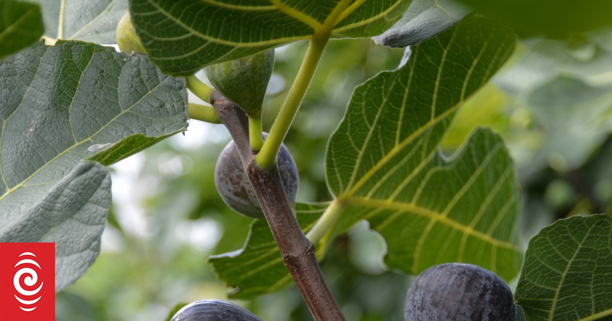 Fruit and Vege Report with Glenn Forsyth | RNZ