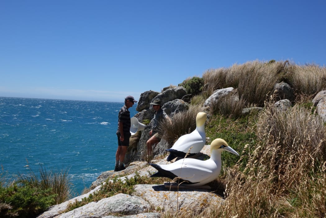 Conservationists try to set up gannet colony | RNZ News