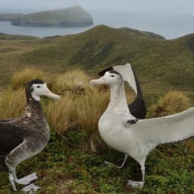 Understanding albatross | RNZ
