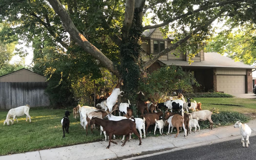Who let the goats out? Runaway herd invades Idaho neighbourhood | RNZ News
