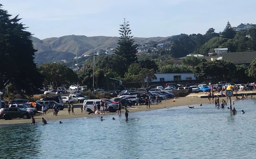 Complaints as dog owners ignore summer beach bans | RNZ News