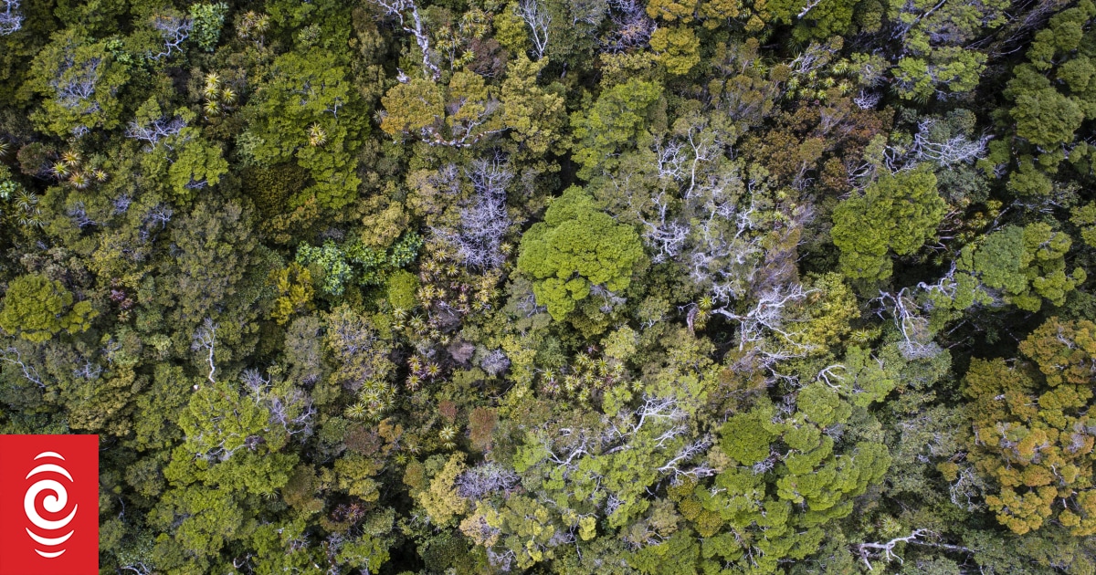 Controversial West Coast Te Kuha Mine's fast-track bid stalled | RNZ News