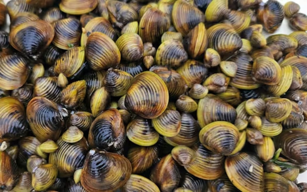 Toxic blooms and invasive clams are forcing a rethink on the Waikato ...