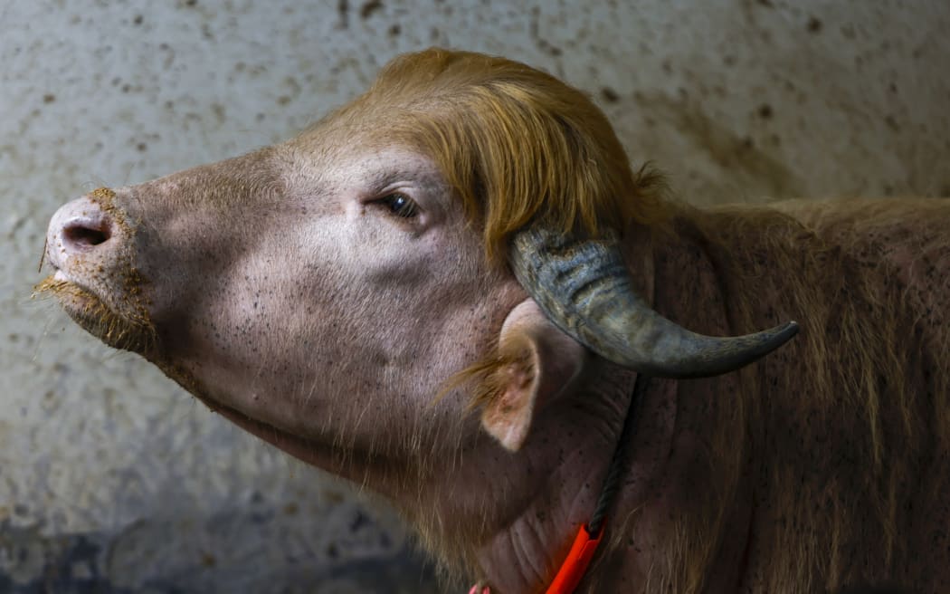 Commander-in-beef: 'Donald Trump' buffalo wows fans ahead of sacrifice ...