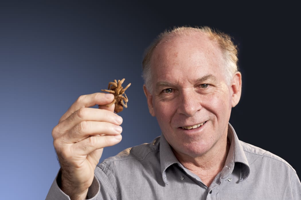 The arachnologist with a fear of spiders | RNZ