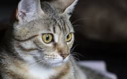 Cat that caused power cut got into 'worst possible' substation site ...
