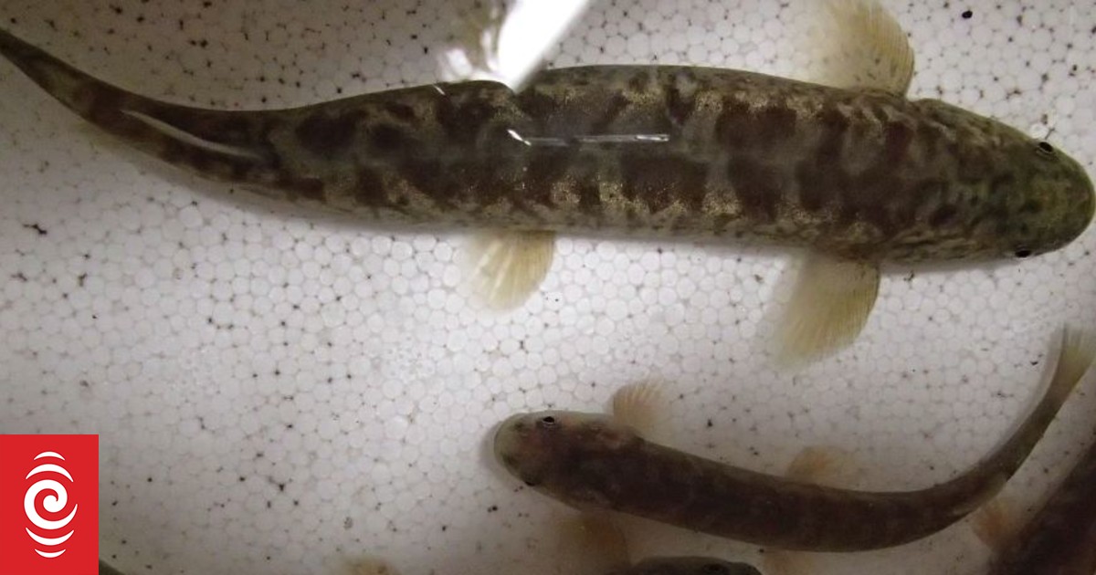 Whitebait mysteries – unravelling the lives of baby native fish | RNZ