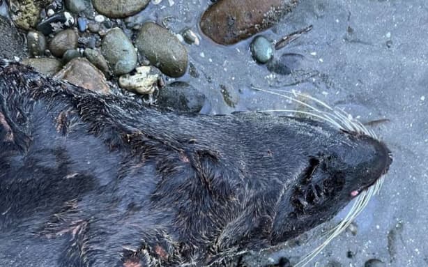 Kina Beach attack: Bo, Koda escape death row after High Court appeal | RNZ