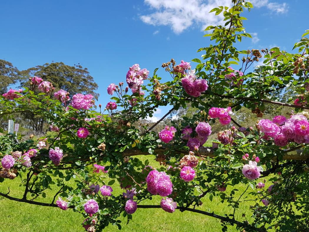 For the love of roses | RNZ