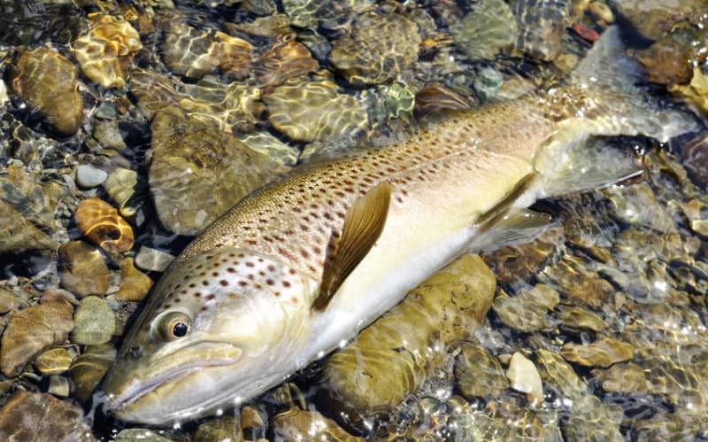 Warmer waters pose problems for trout fishing | RNZ