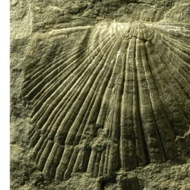 The New Zealand Fossil Record Files | RNZ