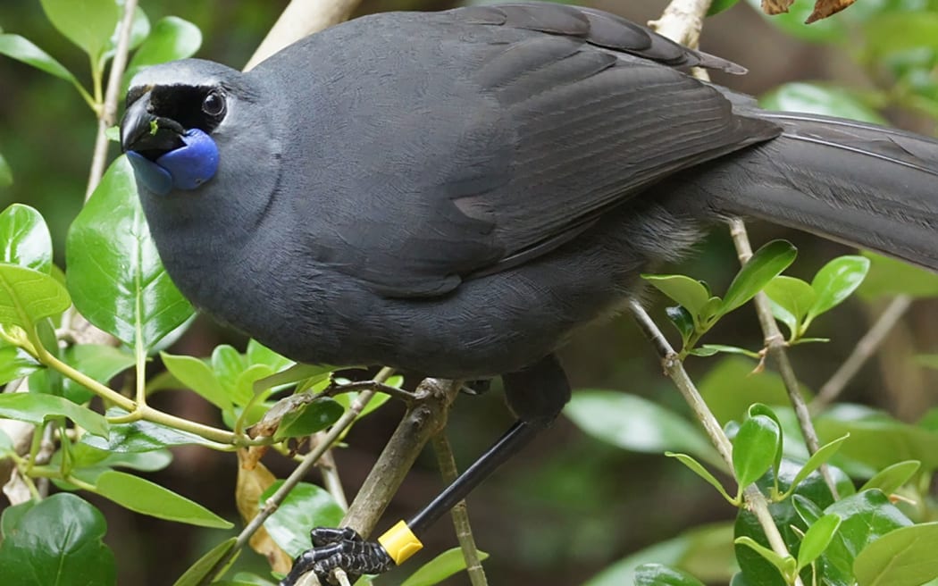 Rare feathered visitors a delight for Taranaki bird-watchers | RNZ News
