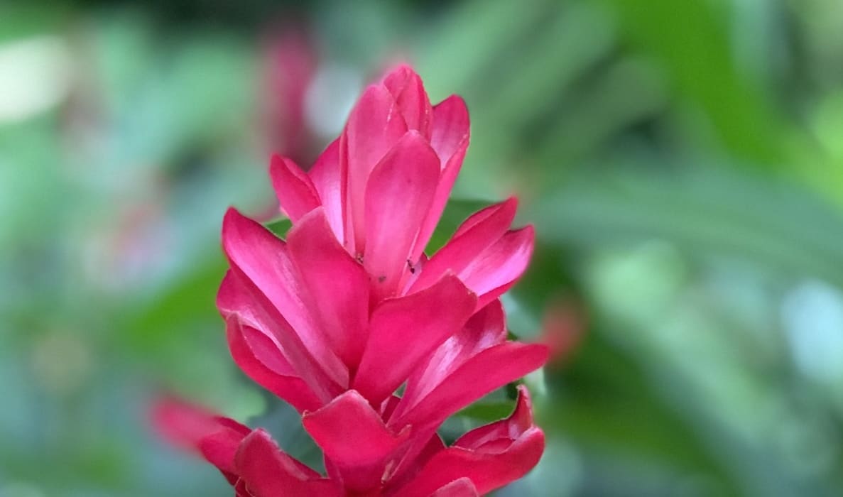 Teuila Flower Samoa | Best Flower Site