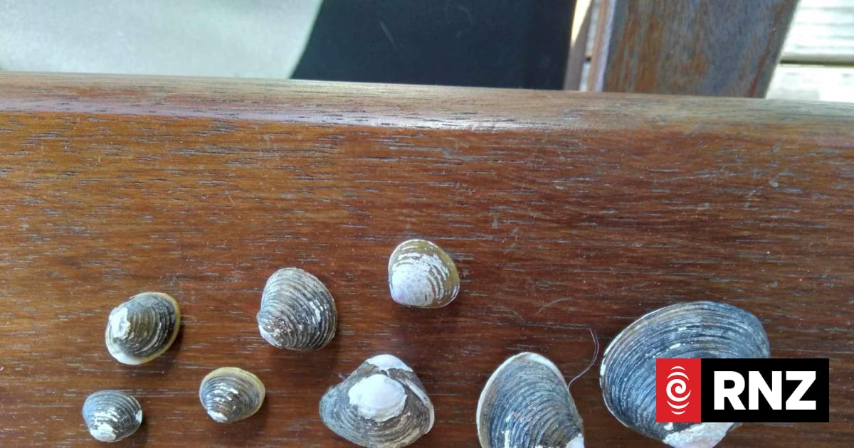 Lodge owner praised for spotting guests’ invasive clam collection | RNZ