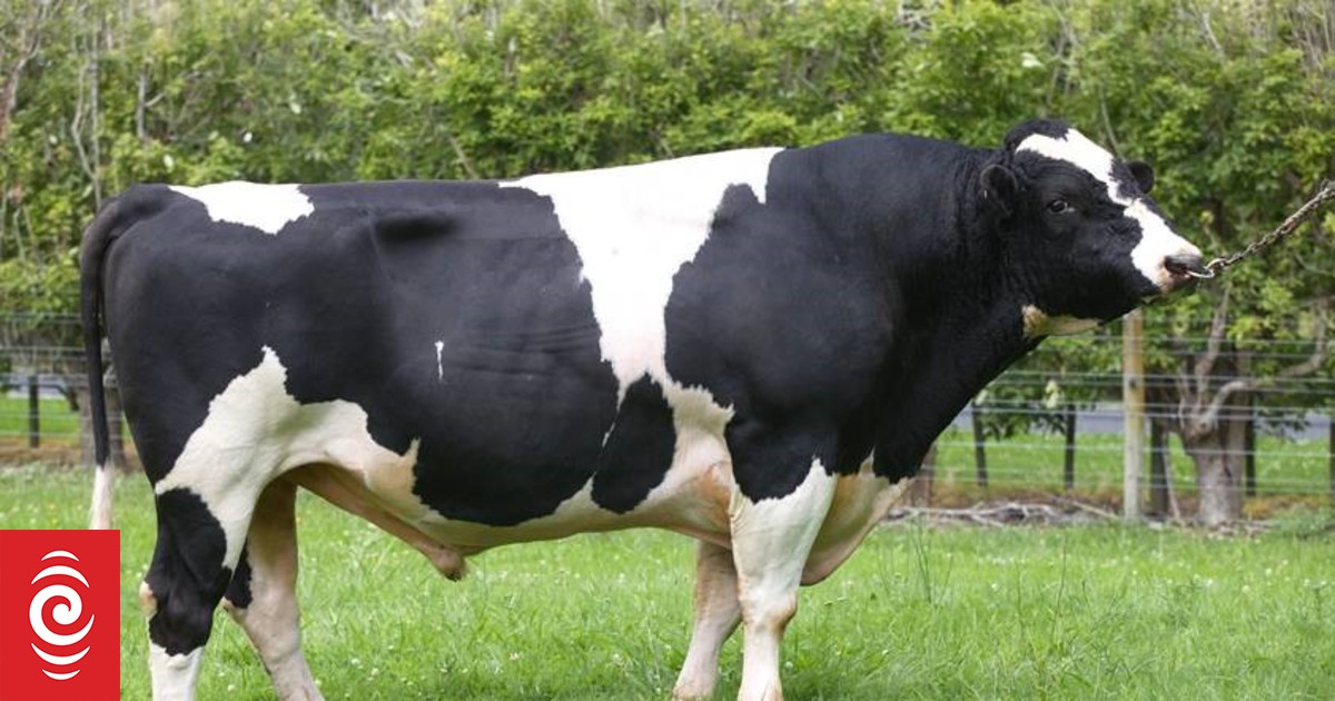 'Special' bull with 170k offspring enters hall of fame | RNZ News