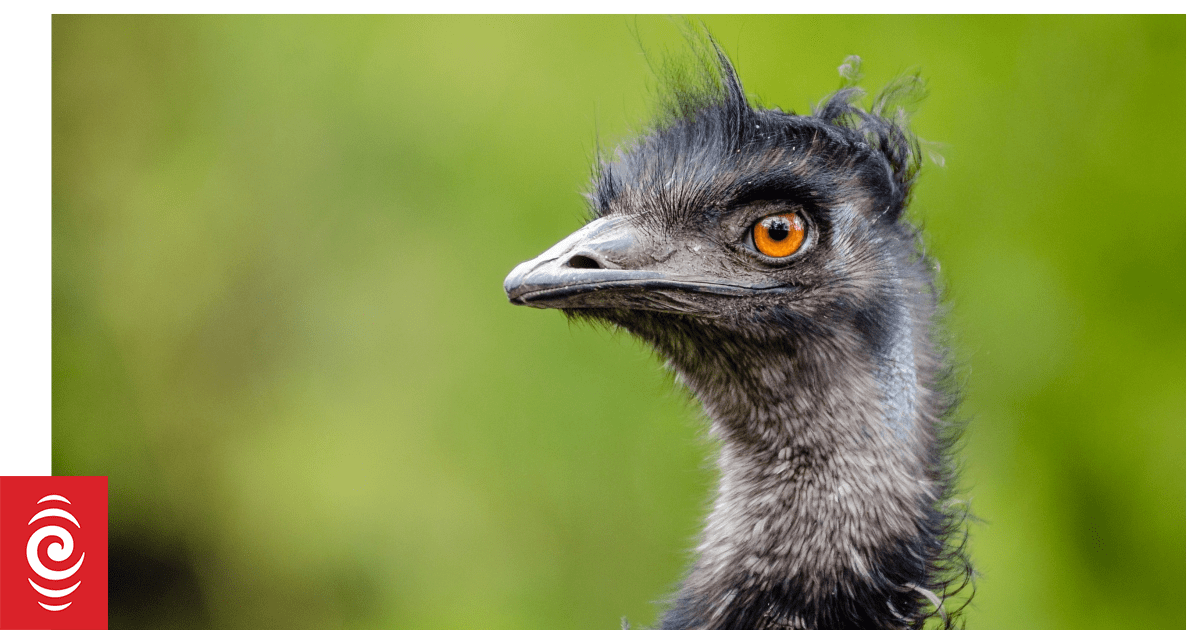 Who killed Wellington's emu? | RNZ