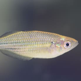 Culum Brown: Fish are way smarter than you think | RNZ