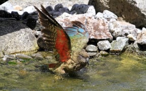 Kea strikes cause 6cm wounds on sheep | RNZ News