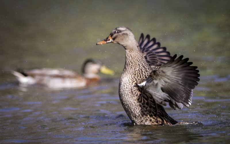 Avian botulism likely caused more than 100 duck deaths in Napier | RNZ