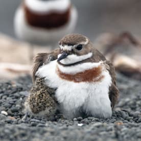 The couple protecting Kaikōura's precious banded dotterels | RNZ