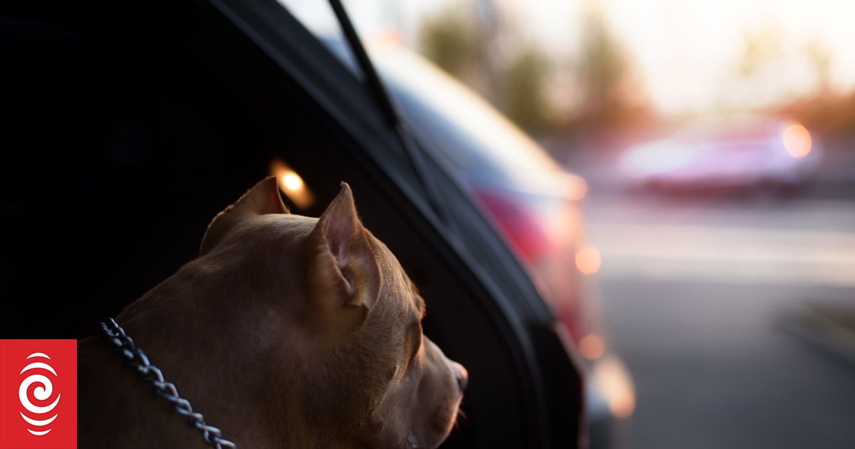 Auckland Council increases dog control team in midst of rising abuse ...