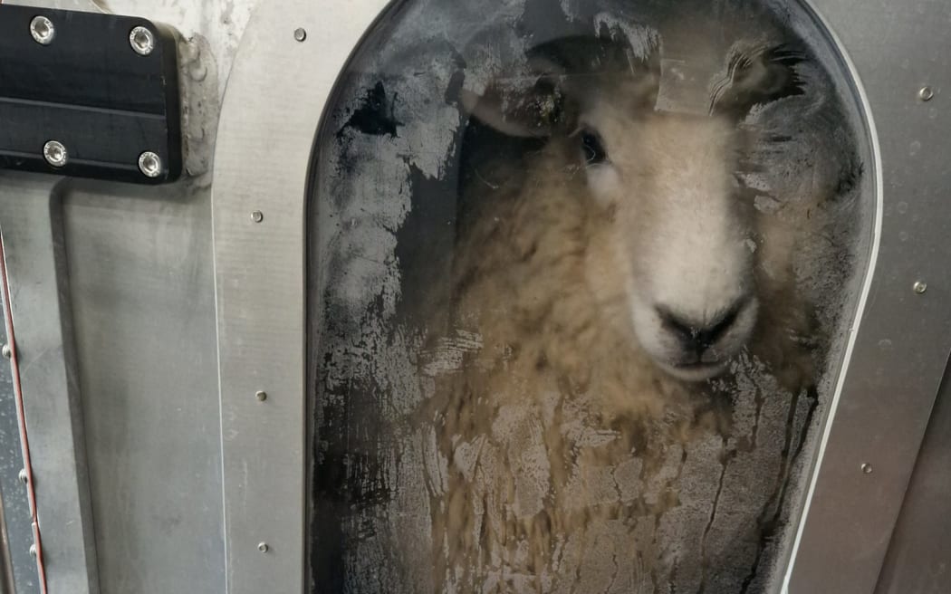 Sheep chambers travel to UK to measure methane | RNZ News
