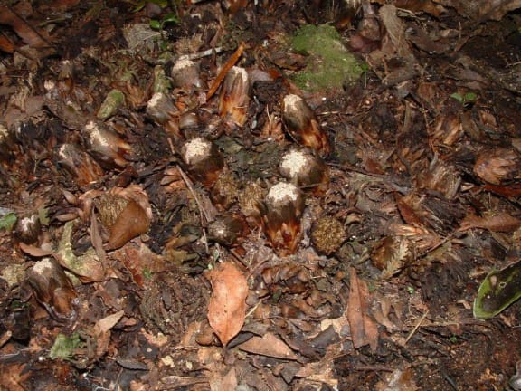 Parasitic plants | A Gallery from Nights | RNZ National